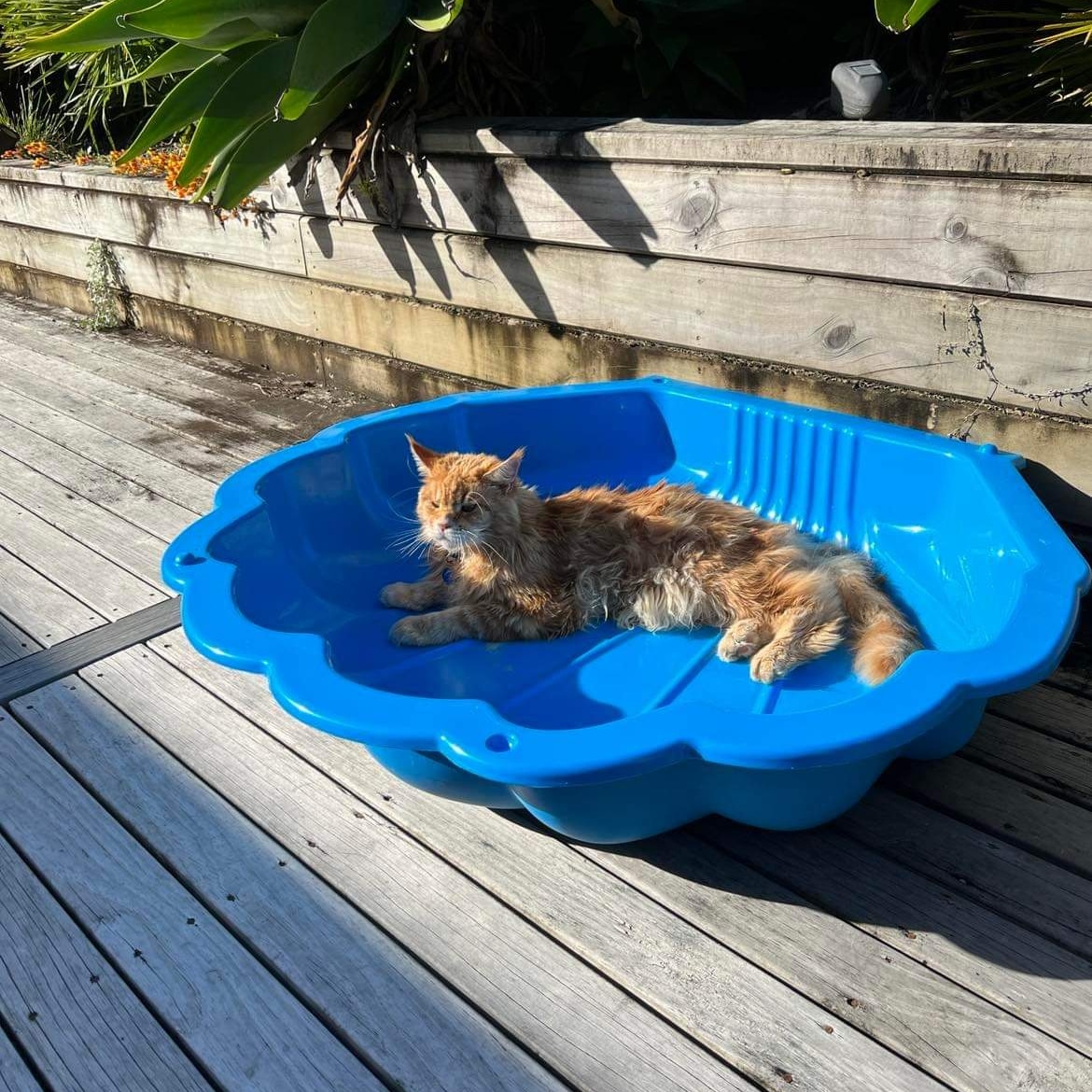 Meow-ry Christ-purrs – Lord Viking & Princess Wanda