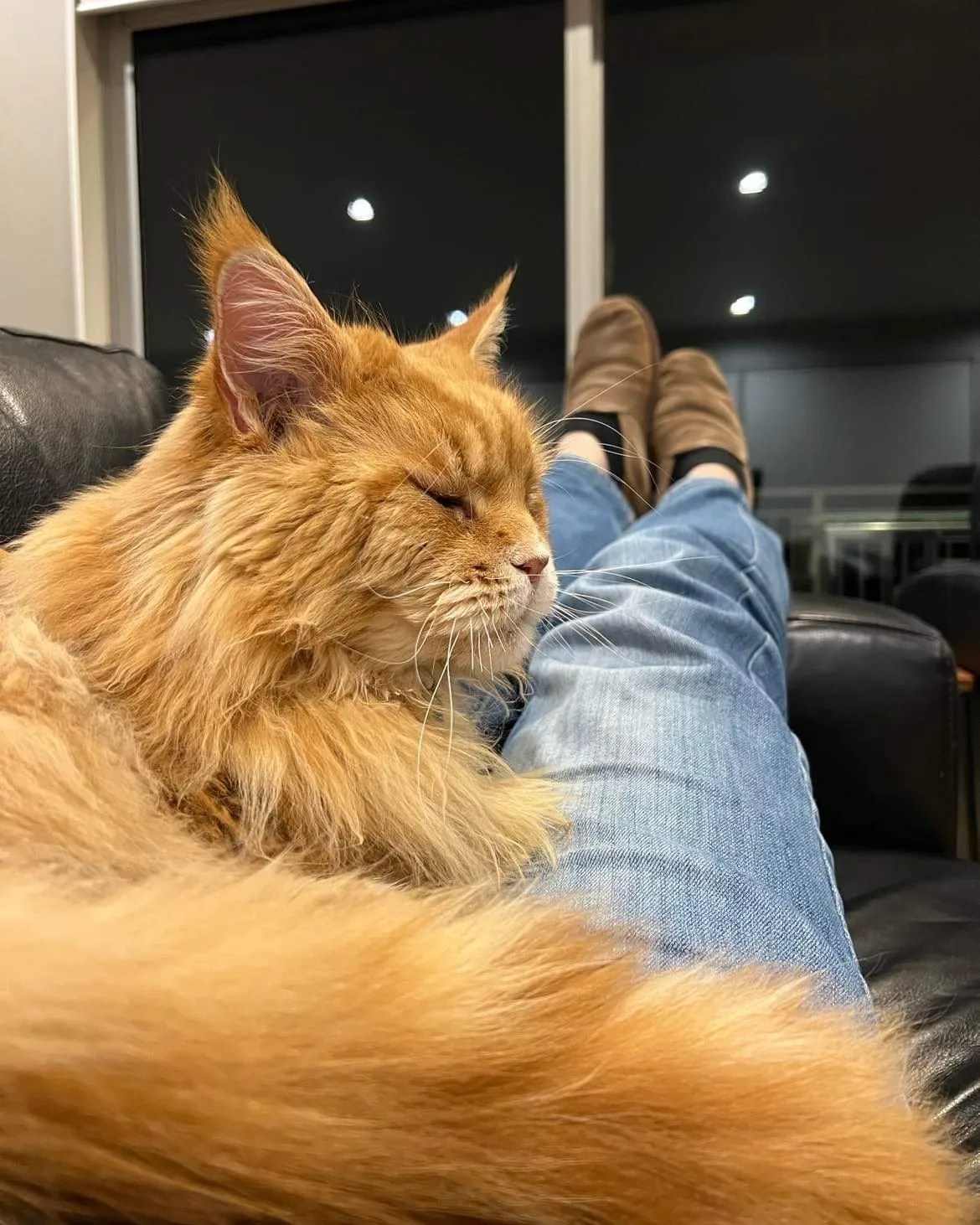 Cat-chup! – Lord Viking & Princess Wanda