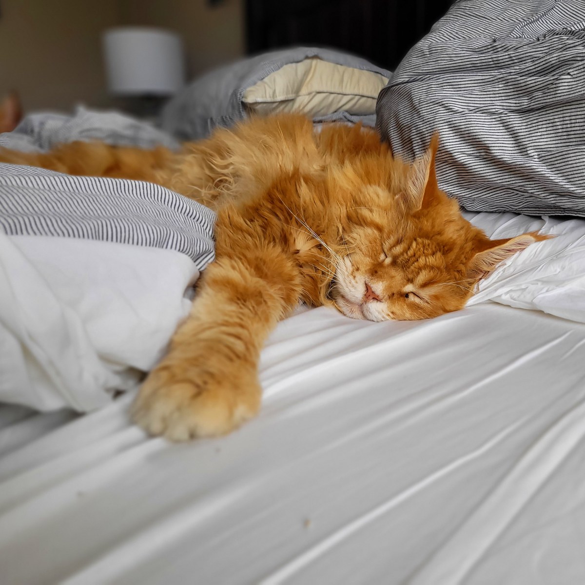 More Lazy Lions – Lord Viking & Princess Wanda