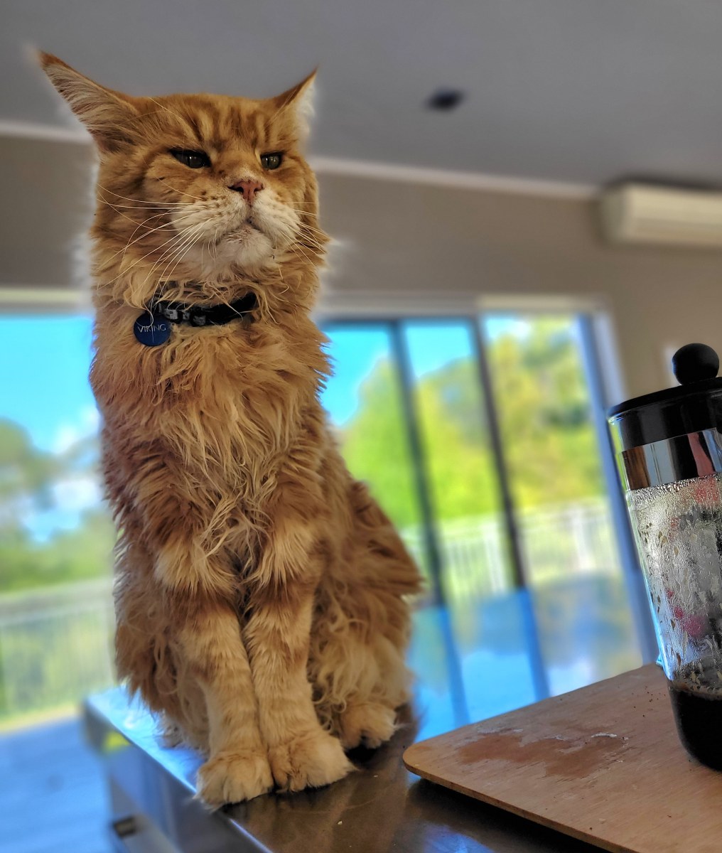 Outdoor Action – Lord Viking & Princess Wanda